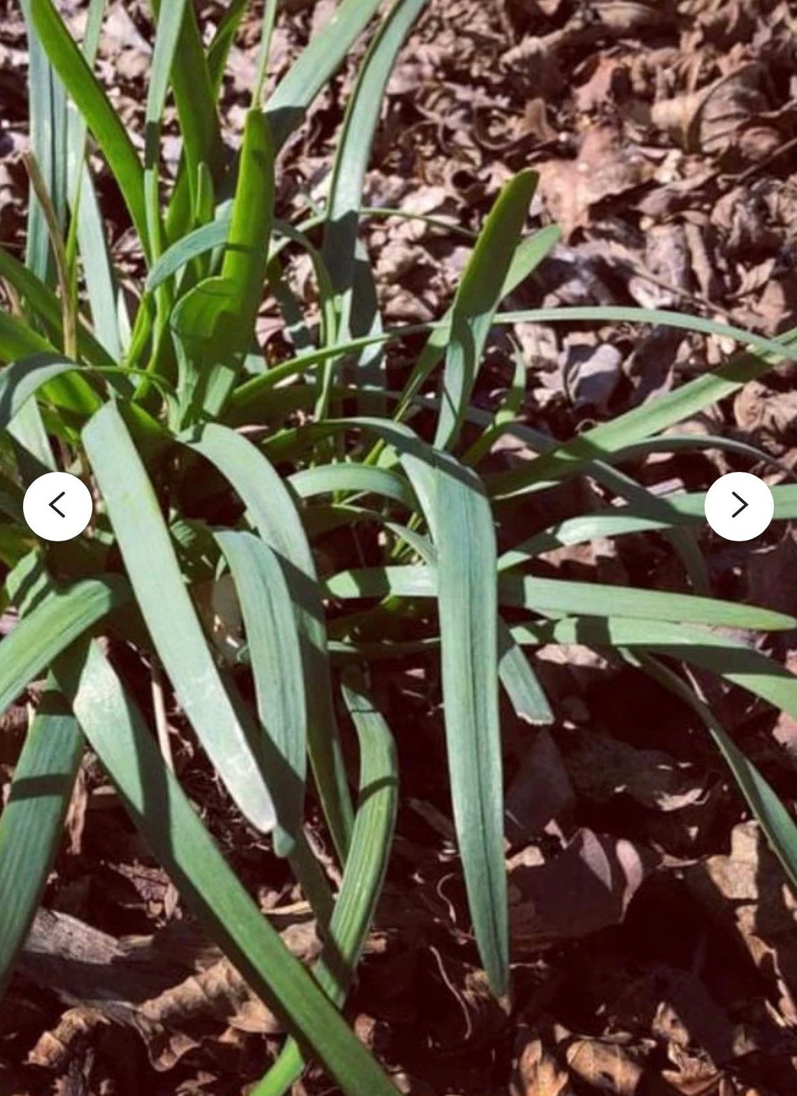 20 Bare Roots of Fresh Garlic Chives, Chinese Garlic Chives, Leek ...