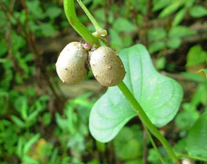 3 Bare Root Young Plants of Chinese Wild Yam/shan Yao/山药/ Cinnamon Vine ...