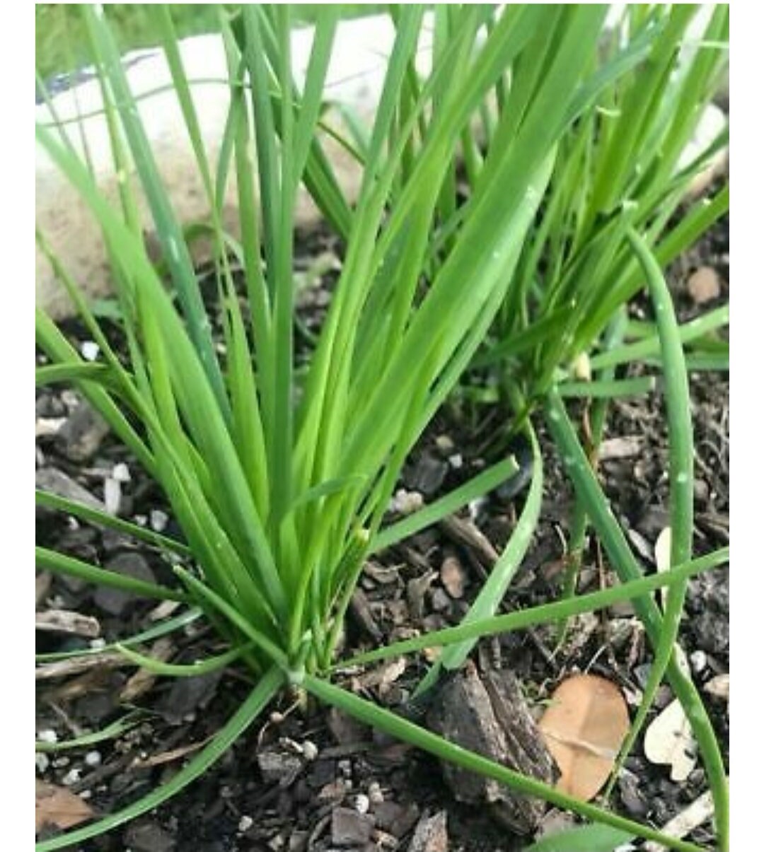 20 Fresh Garlic Chives Bare Roots: Leek Allium Herbs, Ready to Plant - Etsy