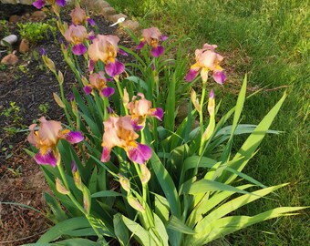 Rare Iris Bulbs - Etsy