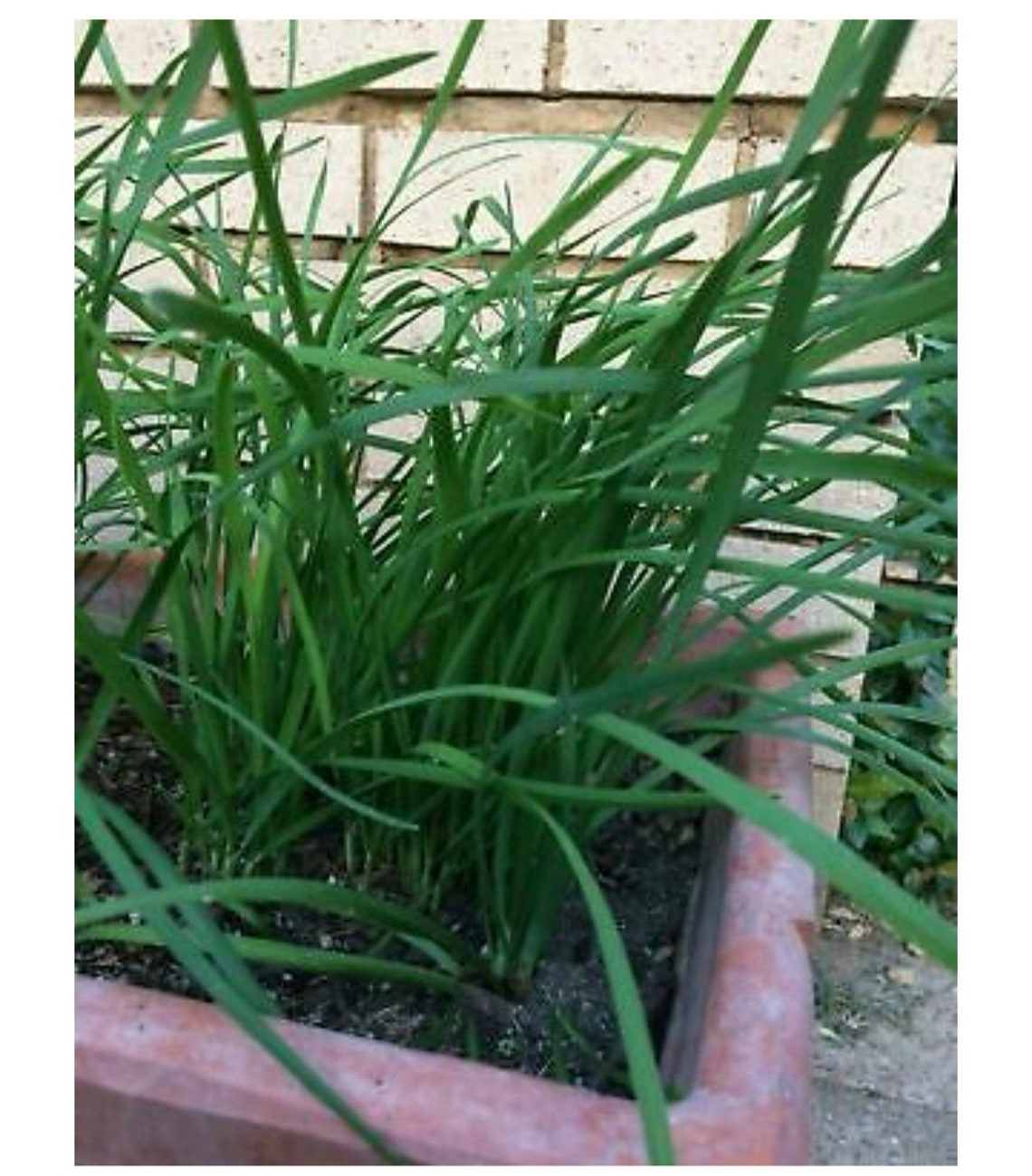 20 Bare Roots of Fresh Garlic Chives, Chinese Garlic Chives, Leek ...