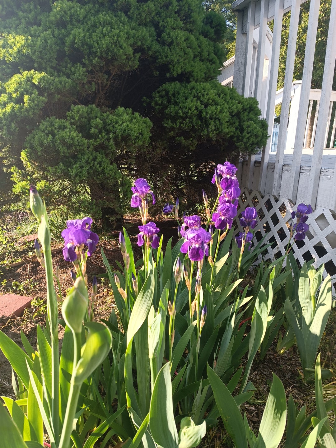 5 Dark Violet Iris Bulbs: Fragrant Perennial Flowers - Etsy