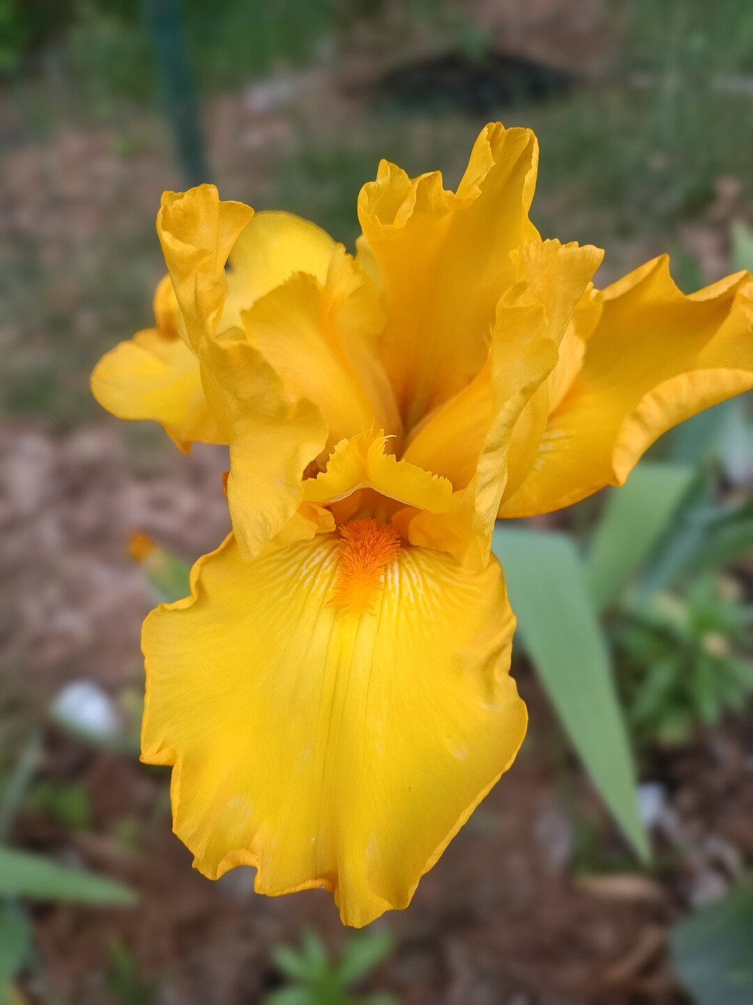 2 Fresh IRIS BULBS W/roots Ready to Plant, Yellow, Grows Year After ...