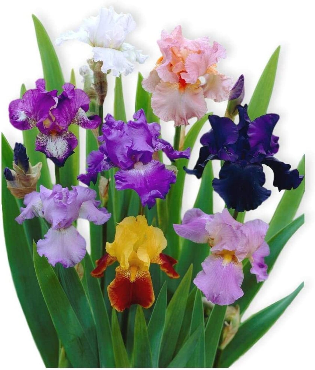 Mixed Bearded Iris Rhizomes: Assorted Colors, Easy to Grow - Etsy