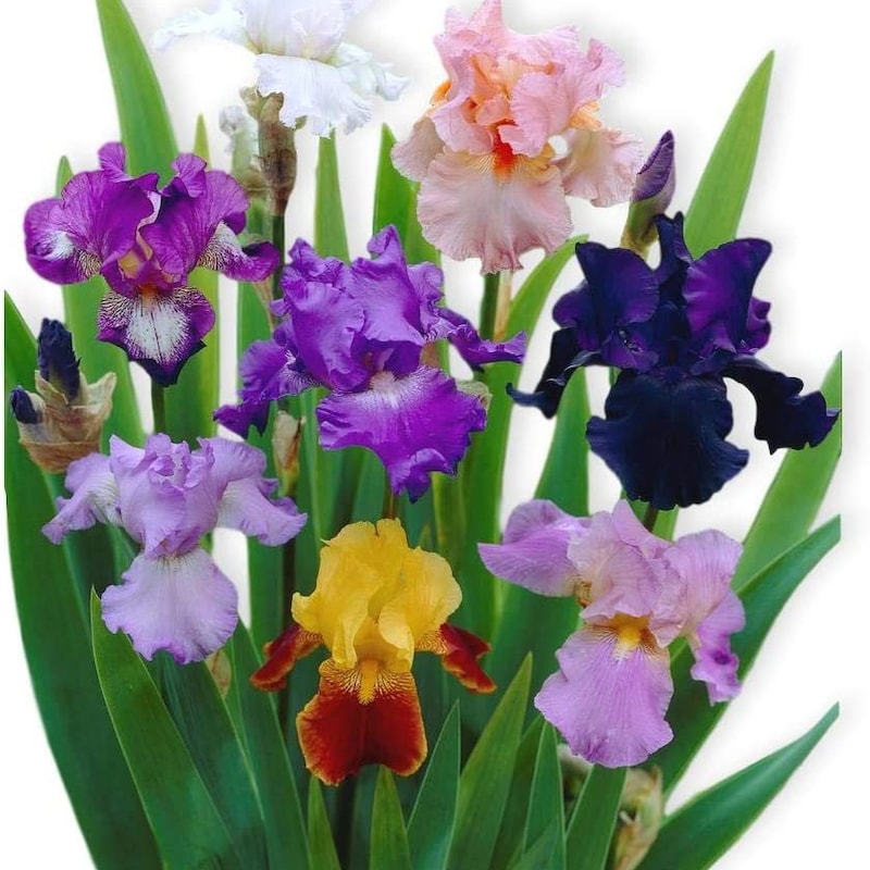 Bearded Iris Bulbs - Etsy