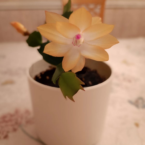 Yellow Christmas Cactus - Etsy