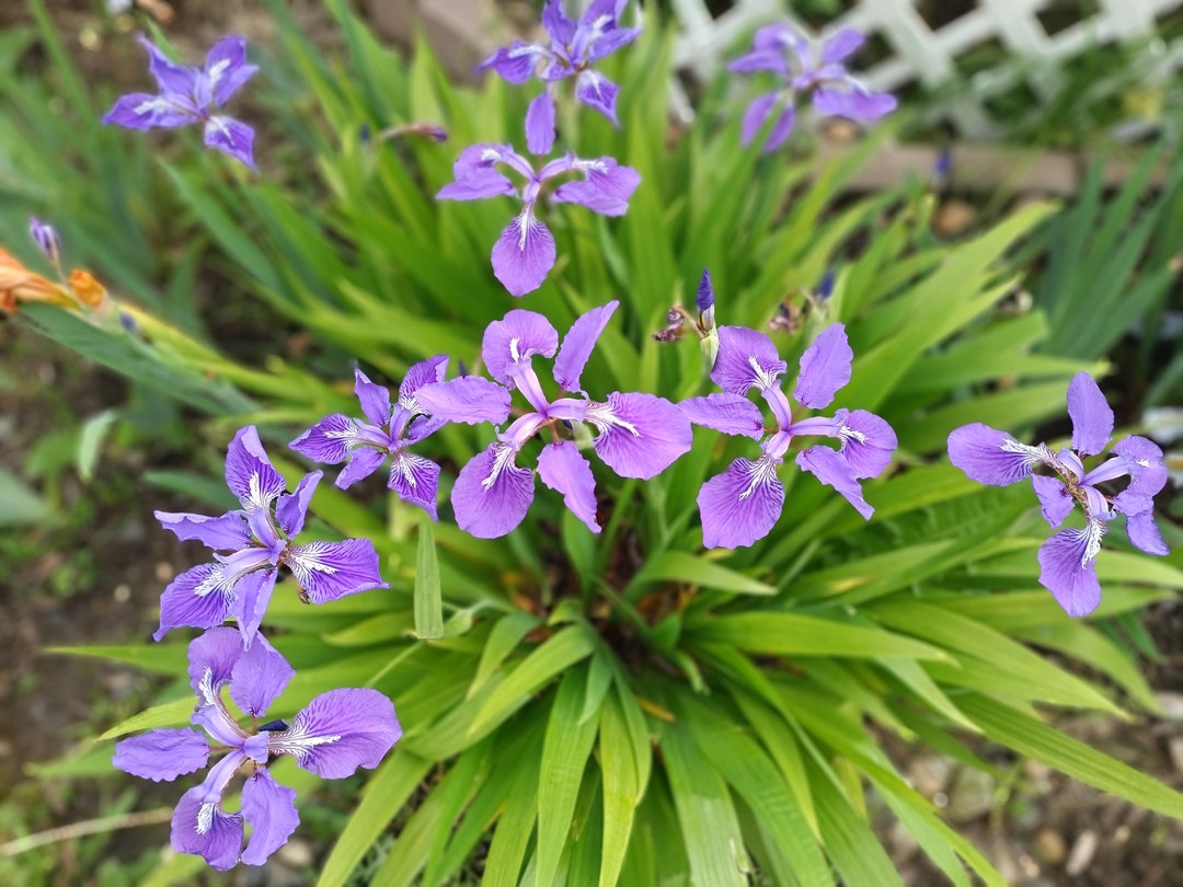 2 Fresh IRIS BULBS W/roots Ready to Plant, Light Blue Purple, Perennial ...