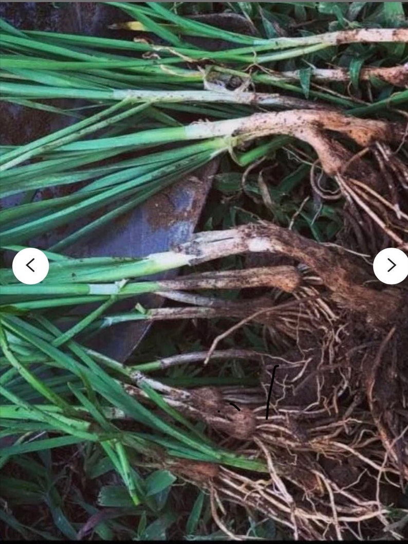20 Bare Roots of Fresh Garlic Chives, Chinese Garlic Chives, Leek ...