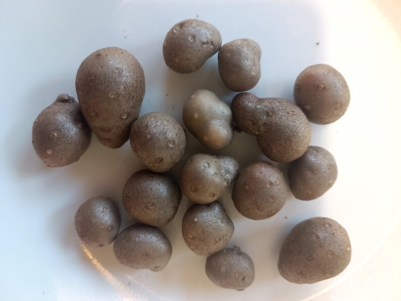 Chinese Wild Yam Bulbils dioscorea Opposita Shan Yao Air Tubers ...
