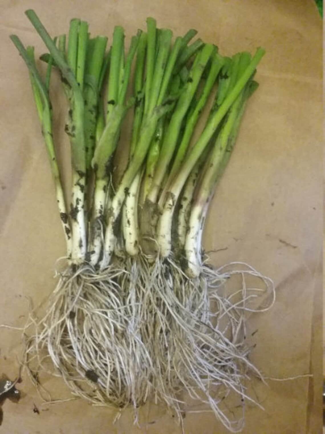 60 Bare Roots of Fresh Garlic Chives, Chinese Garlic Chives, Leek ...