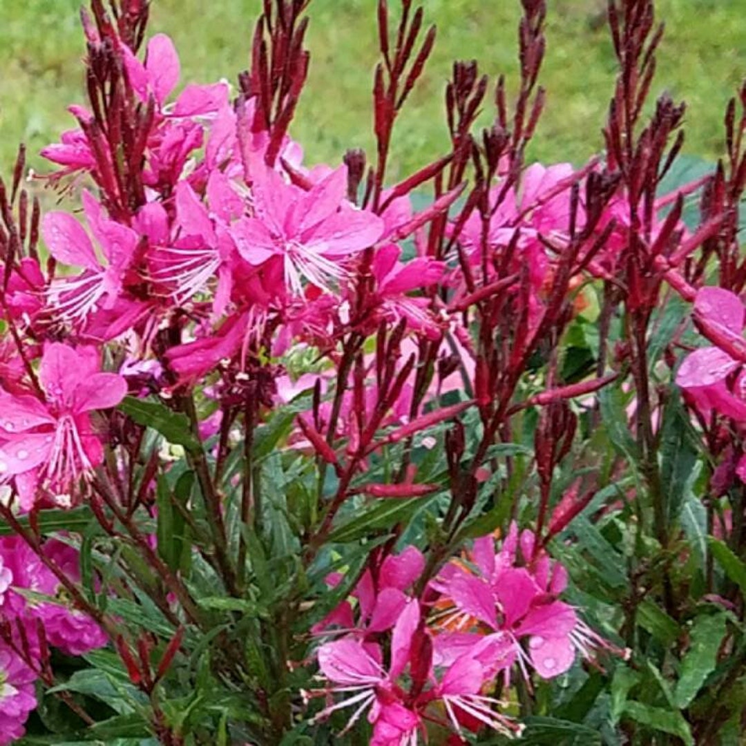 Pink Guara, Oenothera Lindheimeri, Well Rooted Starter Plants in 5 ...