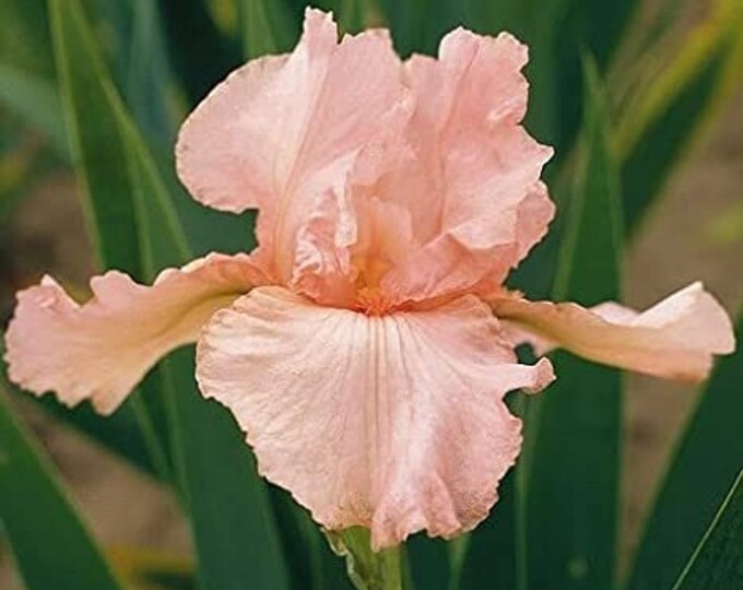 Bearded Iris 'elainealope' Bulb rhizome reddish Purple & Peppered Deer ...