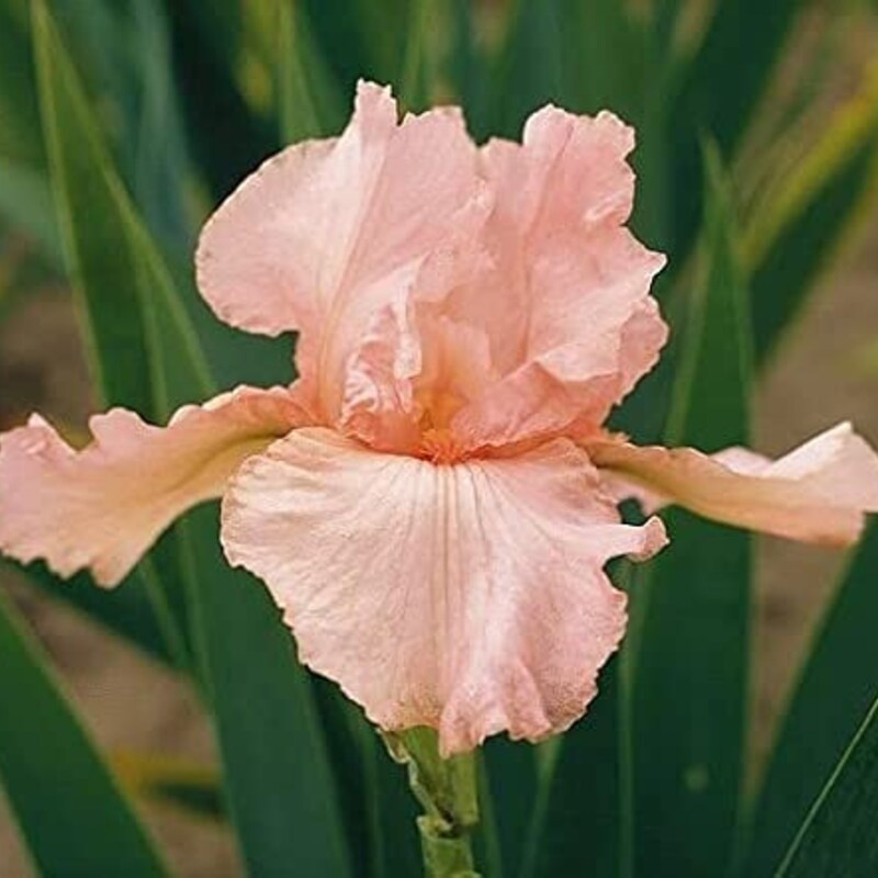 Peach Iris - Etsy