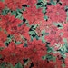 POINSETTIA SPARKLE Minky - Xmas Poinsettia Minky - TT Poinsettias on ...