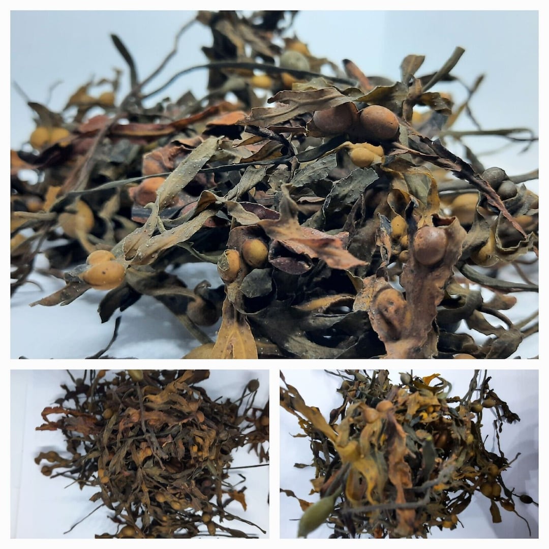 Bladderwrack Herb Dried Algae Fucus Vesiculosus Thallus Cut Seaweed ...