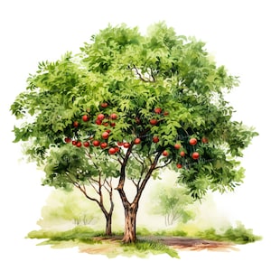 Apple Tree in Orchard Clipart Bundle- 10 High Quality Watercolor Jpgs ...