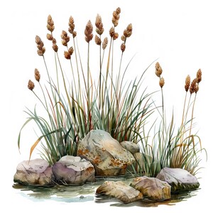 Bulrush Growing by Rocks by a Lake Clipart Bundle 10 High Quality ...