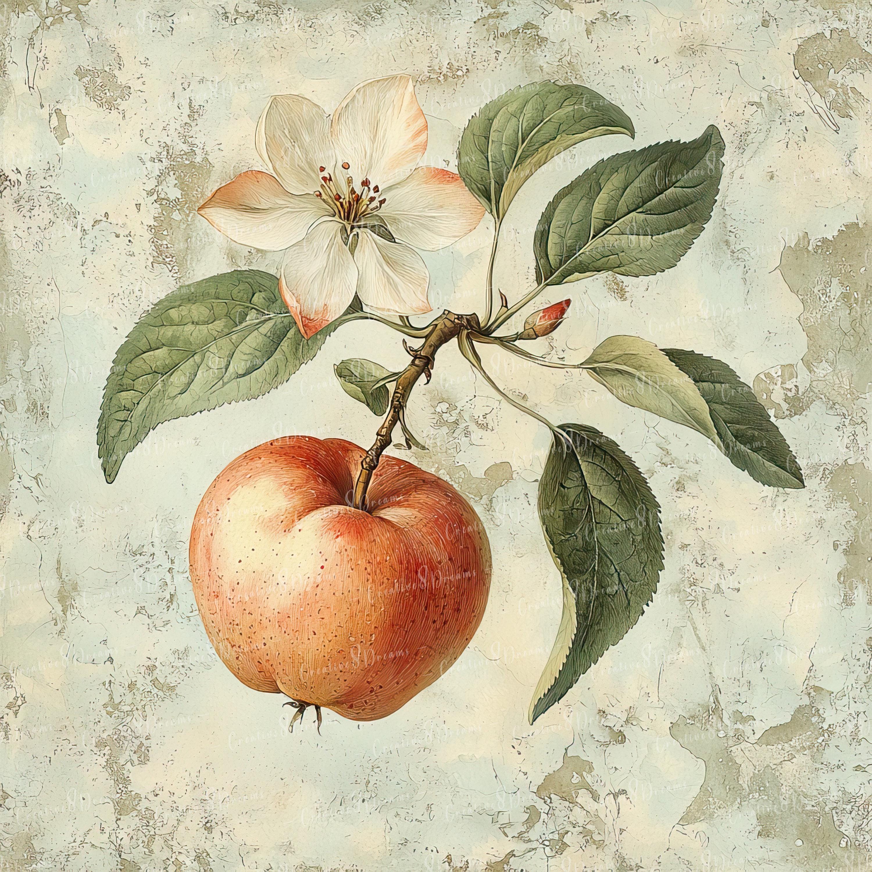 Vintage Botanical Apple Aged Paper JPG Clipart Bundle- Digital Download ...
