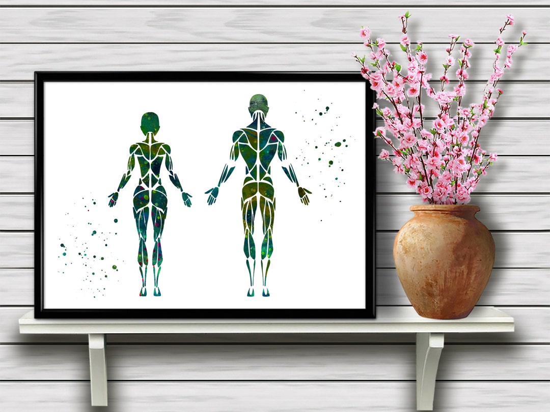 Human Muscle Anatomy Back Side Male and Female Body Biology - Etsy