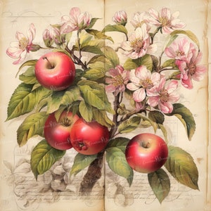 Shabby Chic Apple Branches Clipart Bundle- 10 High Quality Watercolor ...