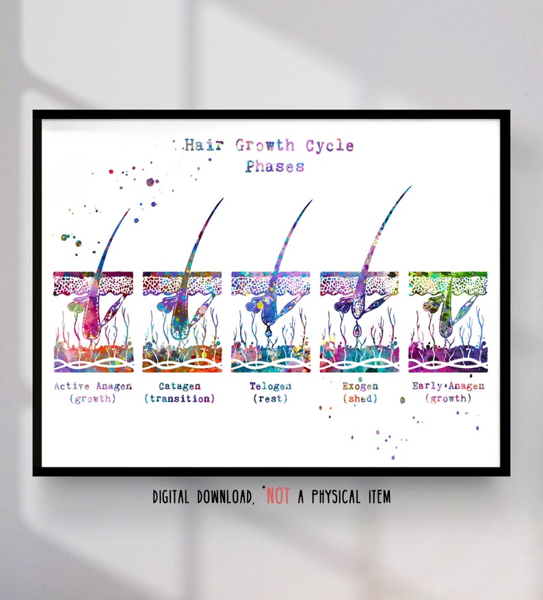 Hair Growth Cycle Phases Medical Art Anagen Catagen Telogen - Etsy