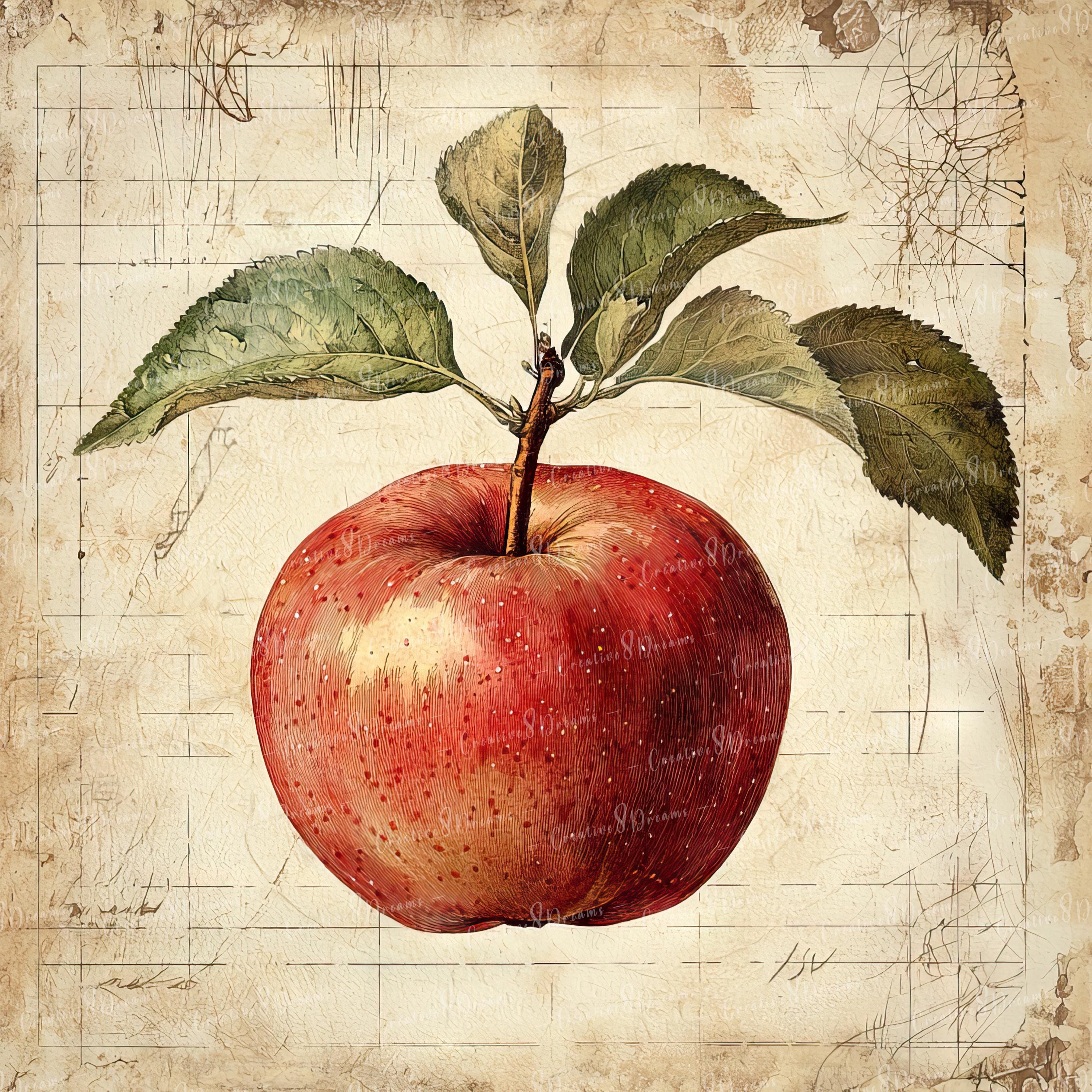 Vintage Botanical Apple Aged Paper JPG Clipart Bundle- Digital Download ...