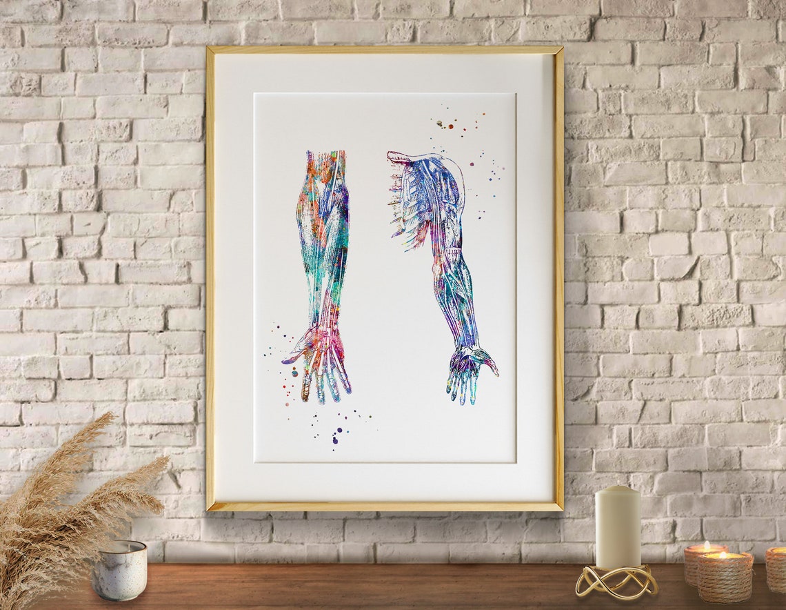 Diagram of the Human Arm Muscle Structure Biology Poster - Etsy