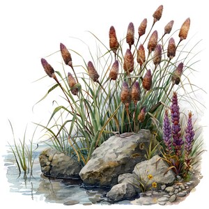 Bulrush Growing by Rocks by a Lake Clipart Bundle 10 High Quality ...