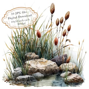 Bulrush Growing by Rocks by a Lake Clipart Bundle 10 High Quality ...