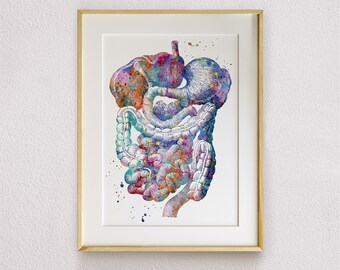 Gastrointestinal Anatomy Art - Etsy