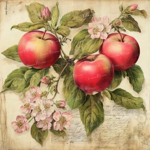 Shabby Chic Apple Branches Clipart Bundle- 10 High Quality Watercolor ...
