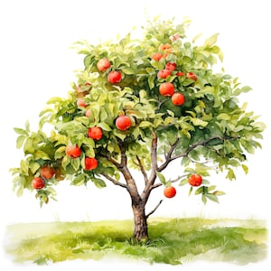 Apple Tree in Orchard Clipart Bundle- 10 High Quality Watercolor Jpgs ...
