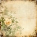 Vintage Aged Page With White Roses Clipart Bundle 10 High Quality ...