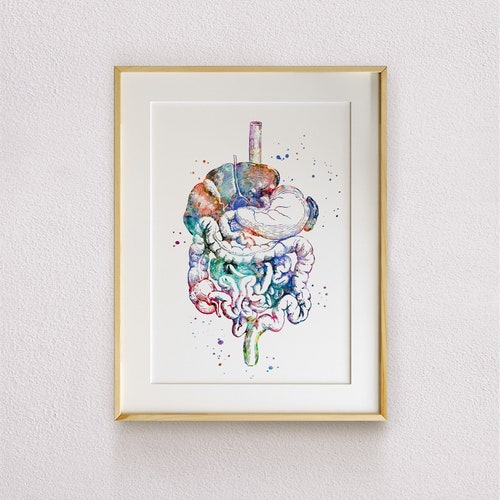 Digestive Tract Anatomy Print Intestine Digestive System - Etsy
