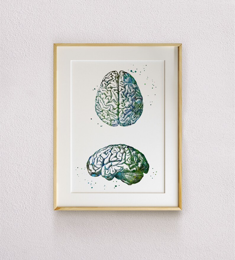 Brain Anatomy Print Lateral and Top View Biology Poster - Etsy Canada