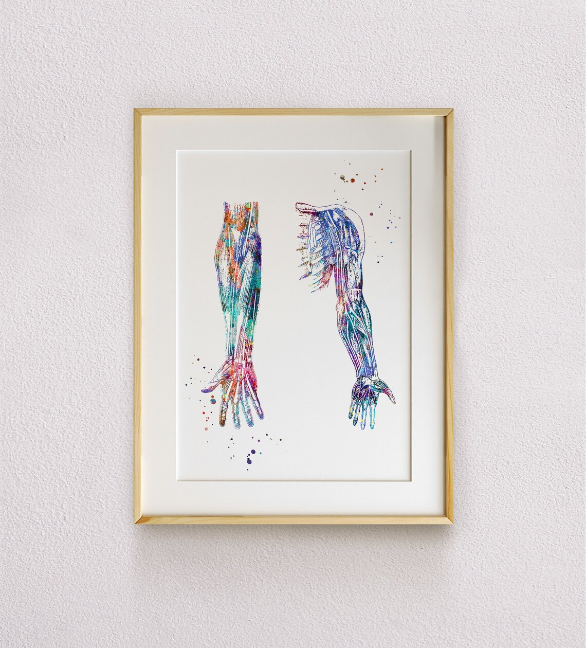Diagram of the Human Arm Muscle Structure Biology Poster - Etsy