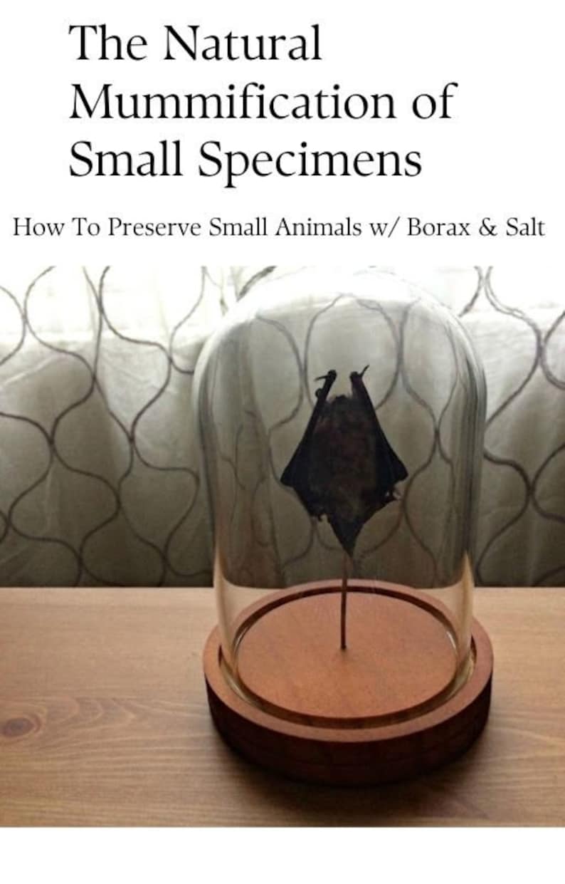 Natural Mummification of Small Specimens PDF Download & Support via ...