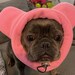 Frenchiestore Organic Dog Frenchie Ear Hoodie | Teddy Bear - Etsy