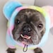 Frenchiestore Organic Dog Frenchie Ear Hoodie | Care Bear - Etsy