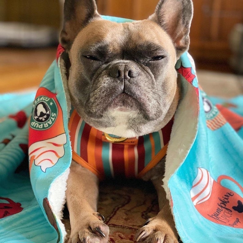 Frenchie Blanket Frenchiestore Pumpkin Spice Pupcup - Etsy