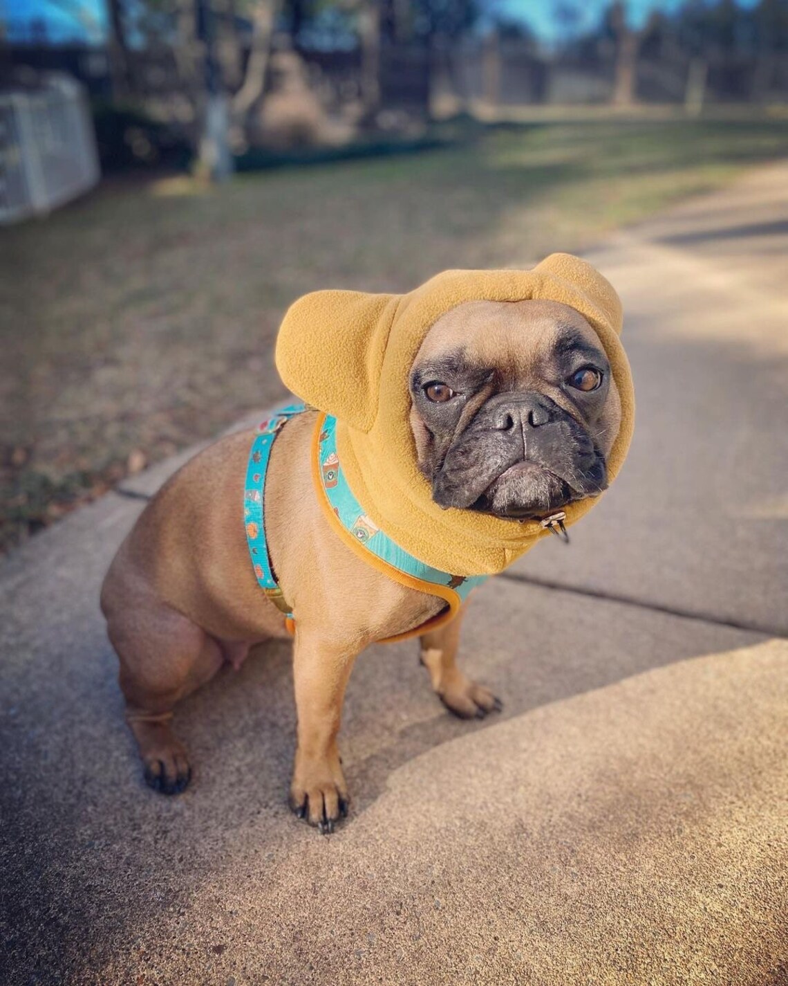 Frenchiestore Organic Dog Frenchie Ear Warmers Fawn Frenchie - Etsy