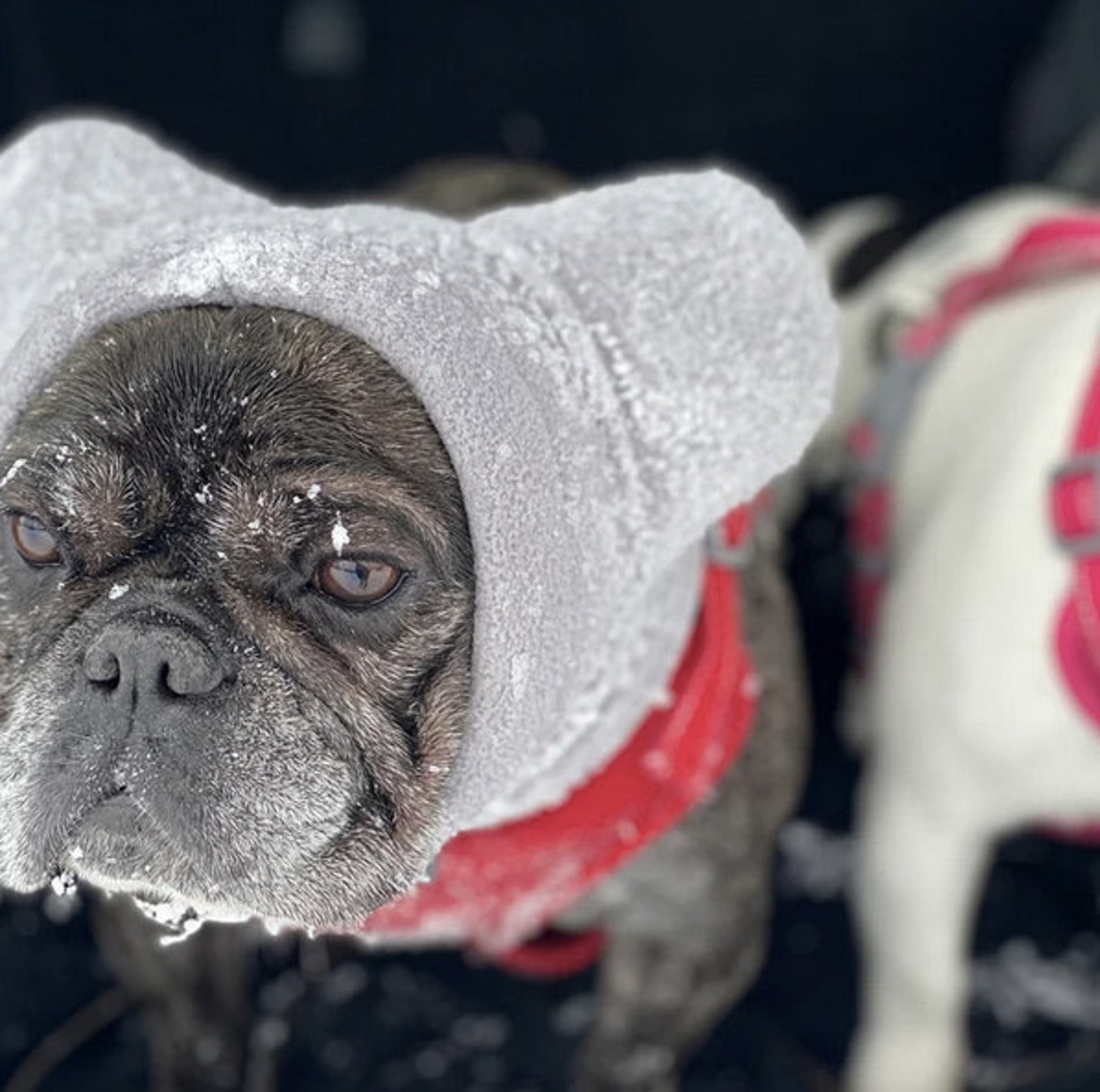 Frenchiestore Organic Dog Frenchie Ear Warmers | Blue Frenchie (grey ...