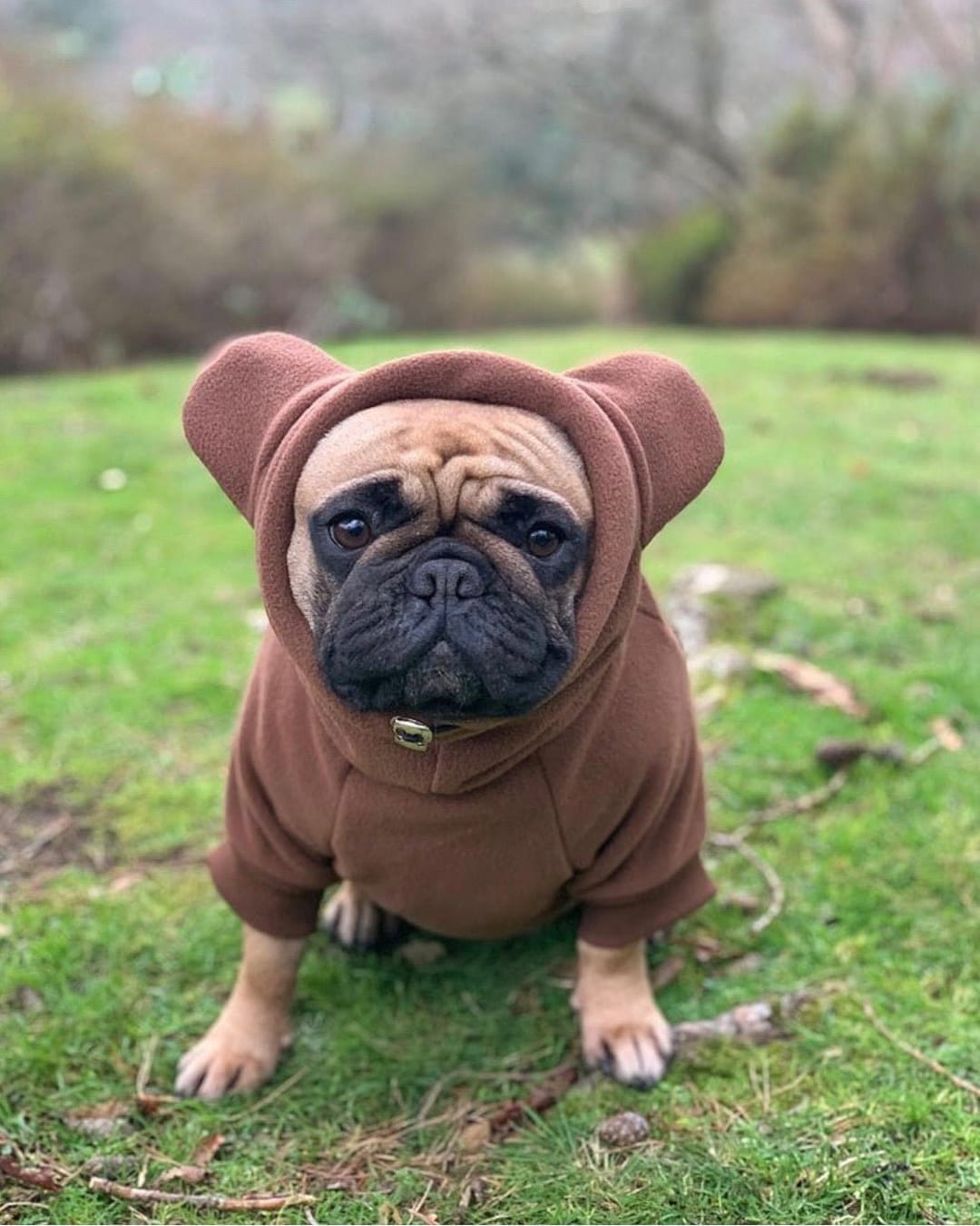 Frenchiestore Organic Dog Frenchie Ear Hoodie | Teddy Bear - Etsy