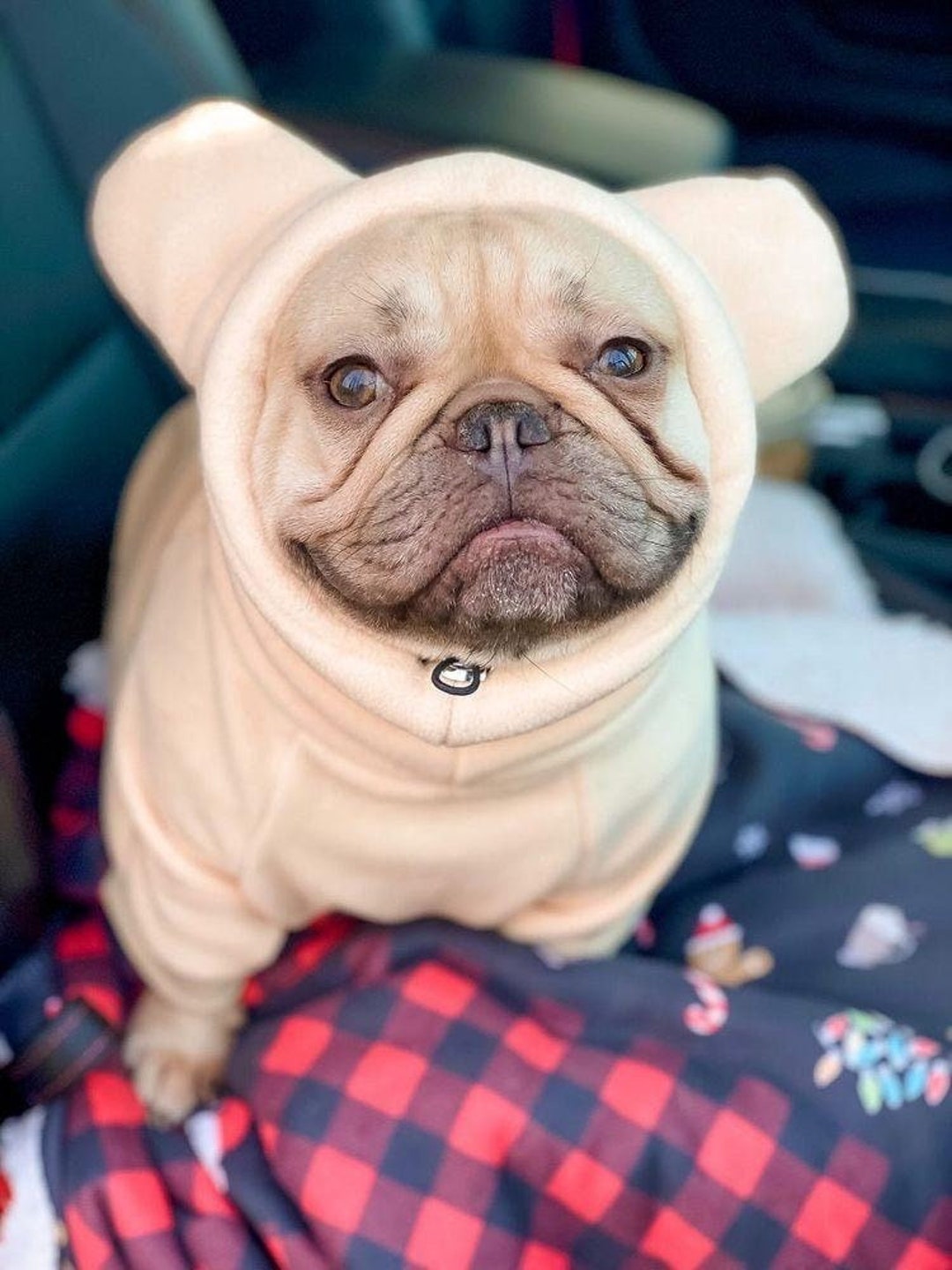 Frenchiestore Organic Dog Frenchie Ear Hoodie | Polar Bear - Etsy