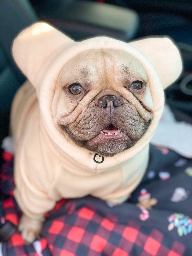 Frenchiestore Organic Dog Frenchie Ear Hoodie | Polar Bear - Etsy