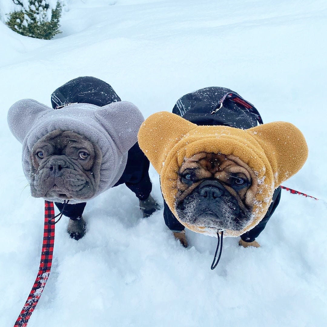 Frenchiestore Organic Dog Frenchie Ear Warmers | Fawn Frenchie - Etsy