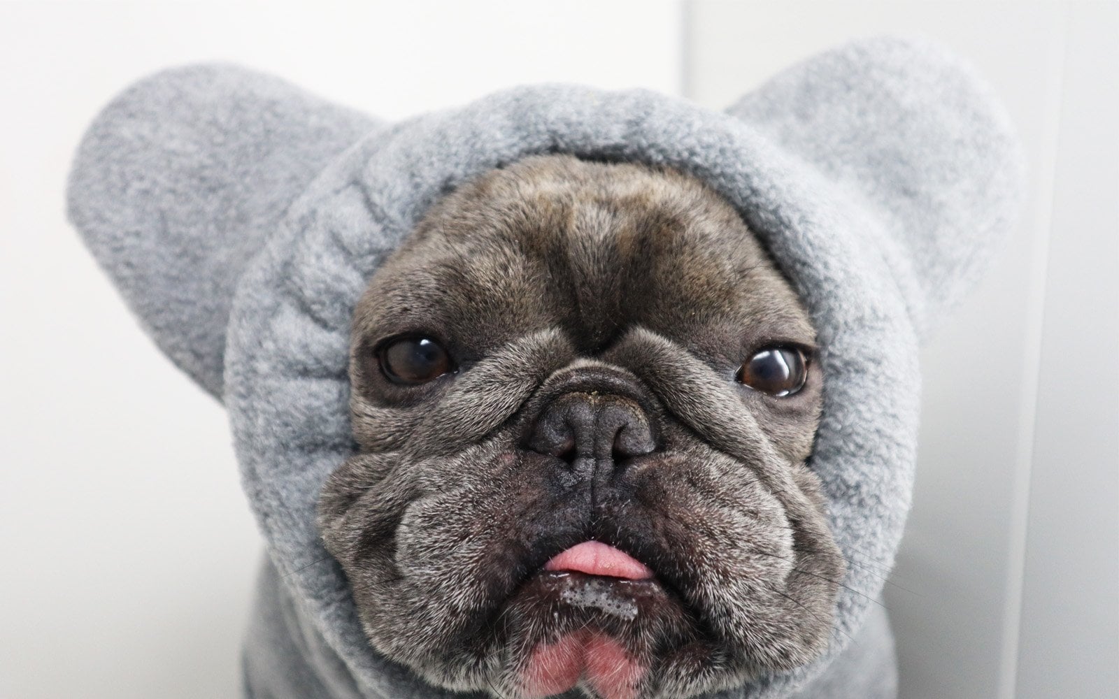 Frenchiestore Organic Dog Frenchie Ear Warmers | Blue Frenchie (grey ...