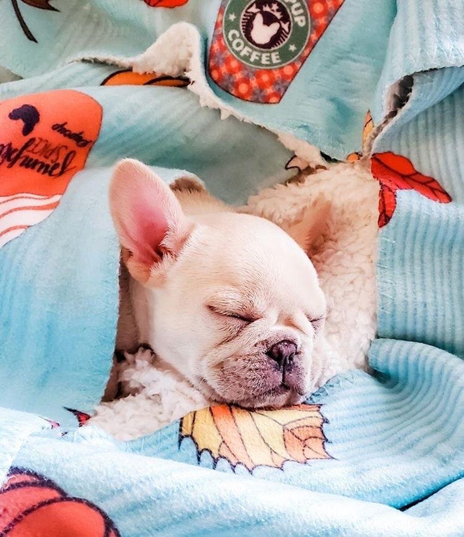 Frenchie Blanket Frenchiestore Pumpkin Spice Pupcup - Etsy