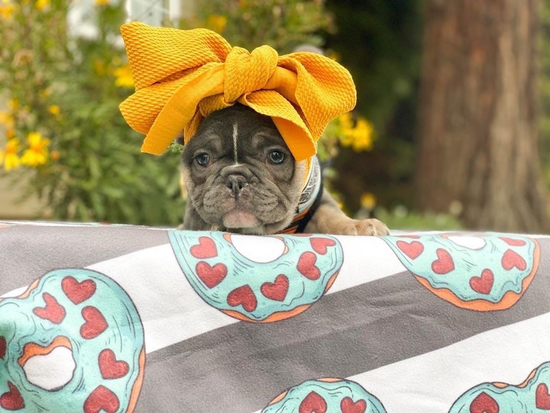 Frenchie Blanket | Frenchiestore | Frenchie Donuts - Etsy
