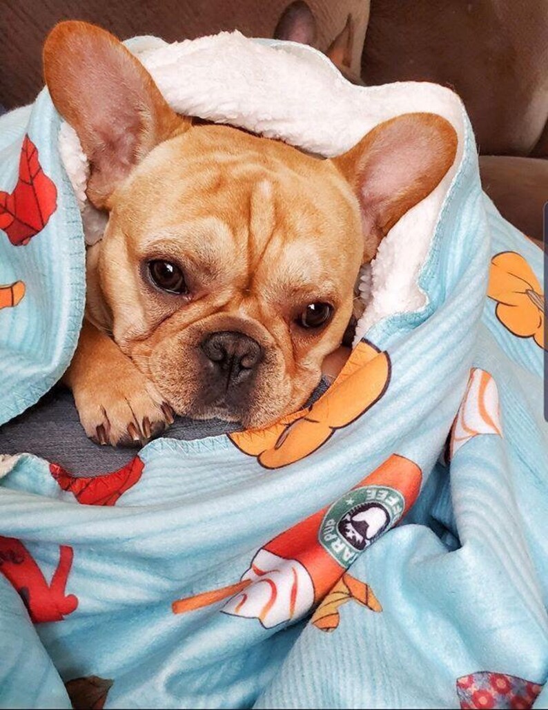 Frenchie Blanket Frenchiestore Pumpkin Spice Pupcup - Etsy